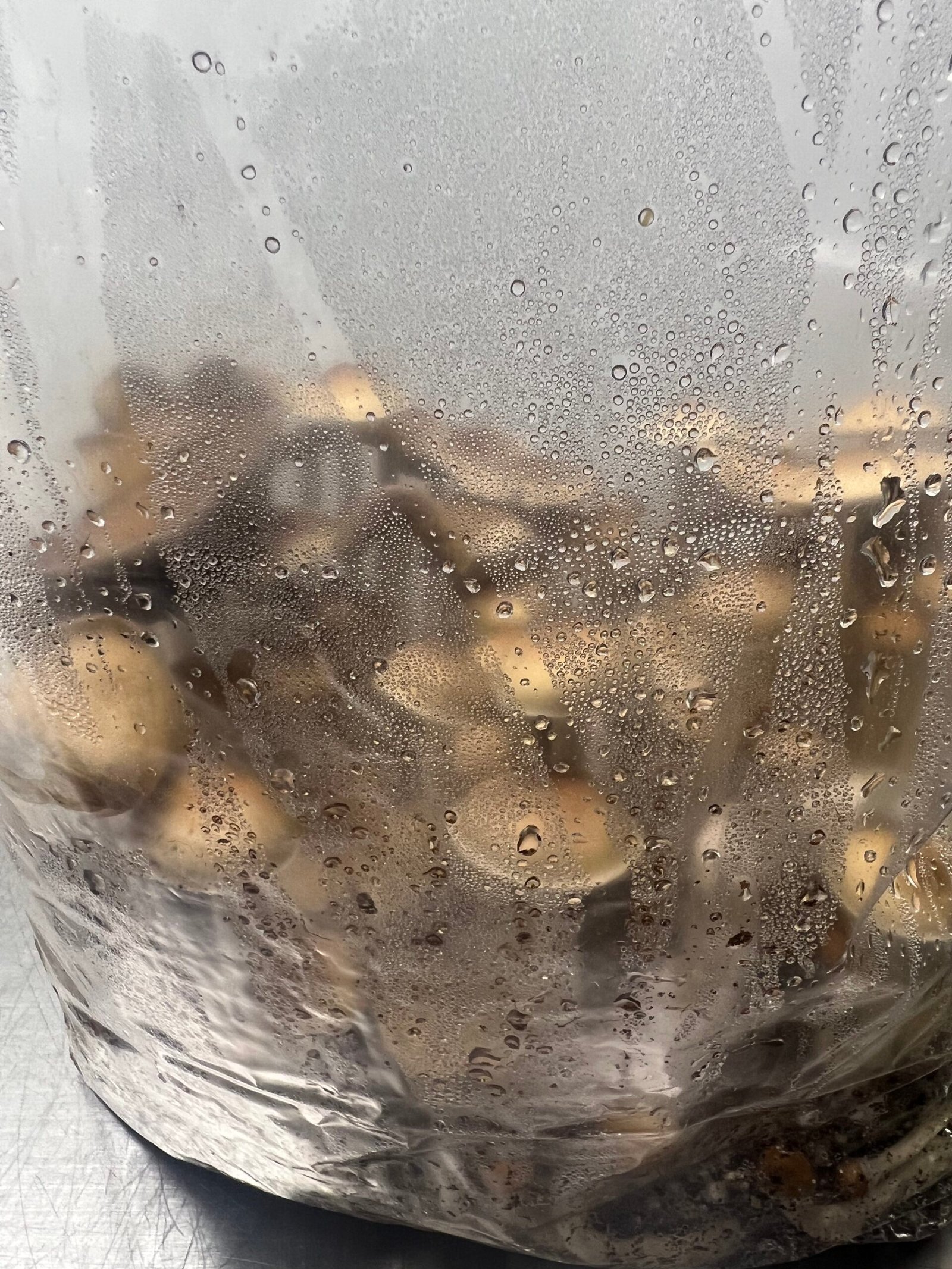 B+ Mushroom Psilocybe Cubensis: Origins, Traits & Cultivation Guide ...