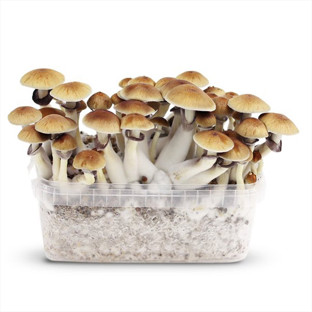 Grow Kit: The Ultimate Guide to Mushroom Harvesting - Lablink