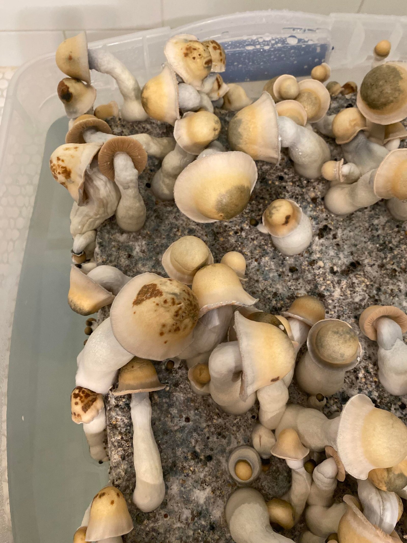 How to Prevent Mushroom Contamination - Lablink
